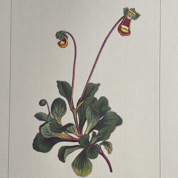 Vintage | Art | Vintage Botanical Art Print Pitcher Plant | Poshmark